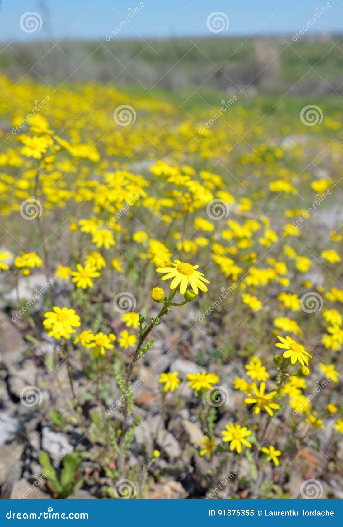 Yellow Ragwort flowers stock image. Image of rural, macro - 91876355