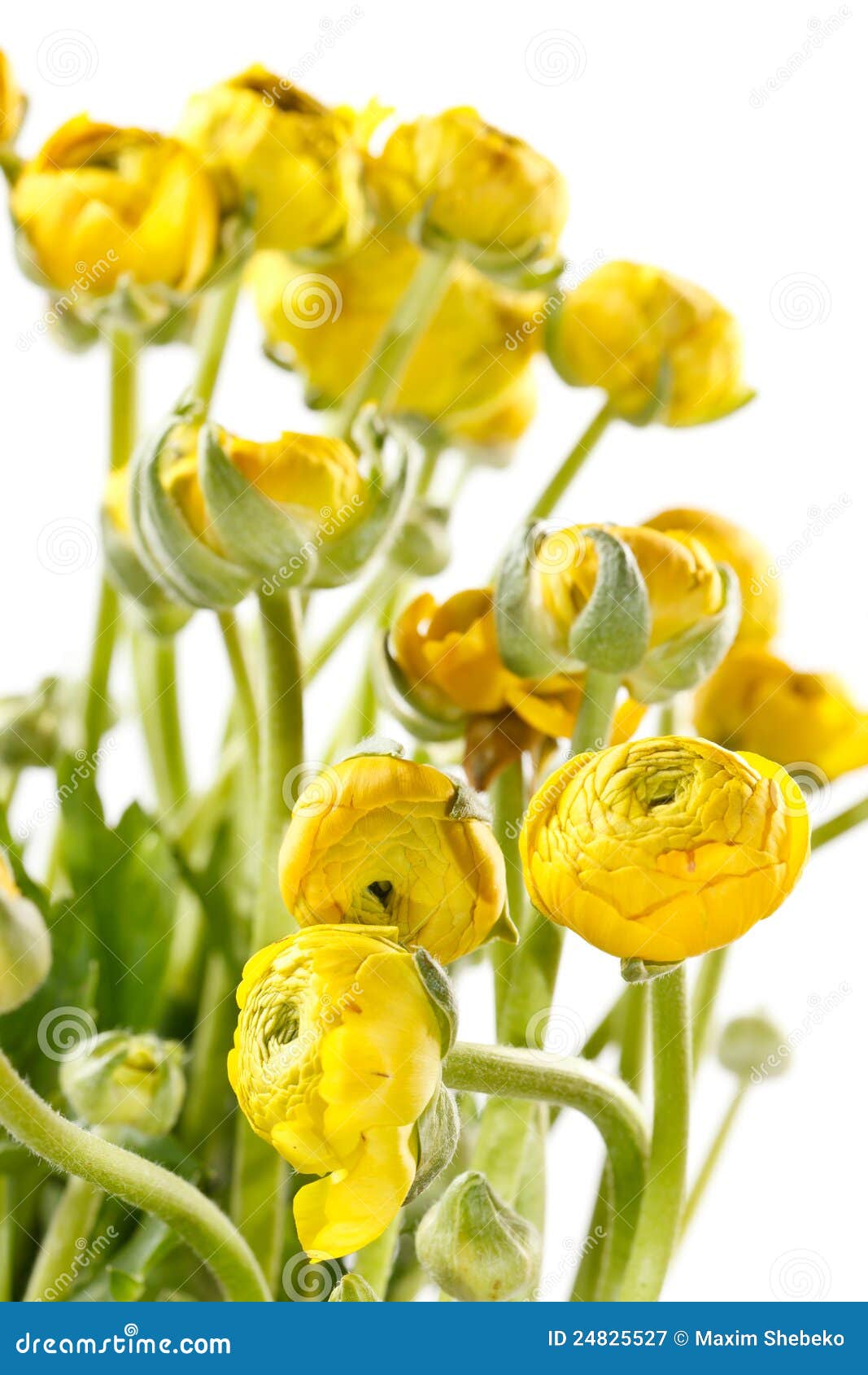 Yellow Ranunculus stock image. Image of isolated, green - 24825527