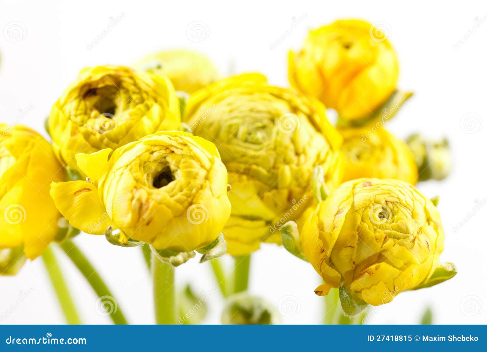 Yellow Ranunculus stock image. Image of lovely, leaf - 27418815