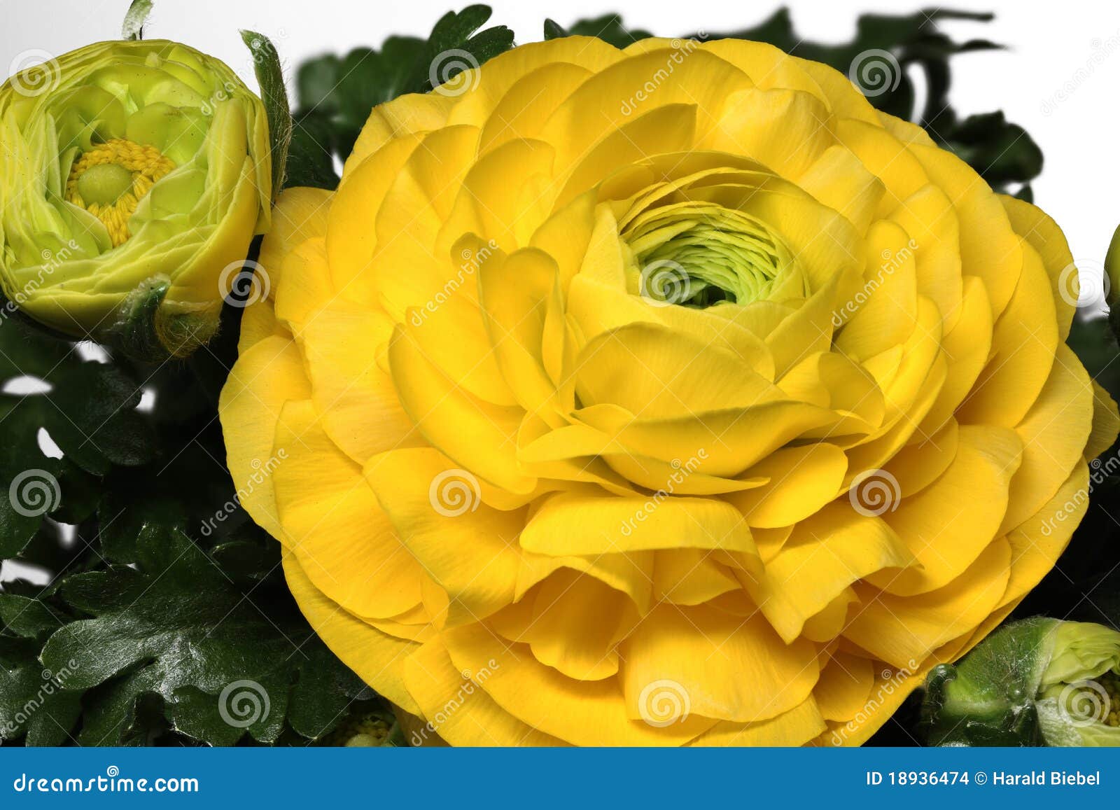 Yellow Ranunculus Flowers, Ranunculaceae Family. Royalty-Free Stock ...