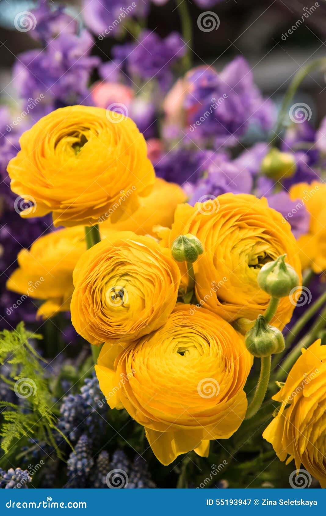 Yellow Ranunculus stock image. Image of beautiful, decorative - 55193947