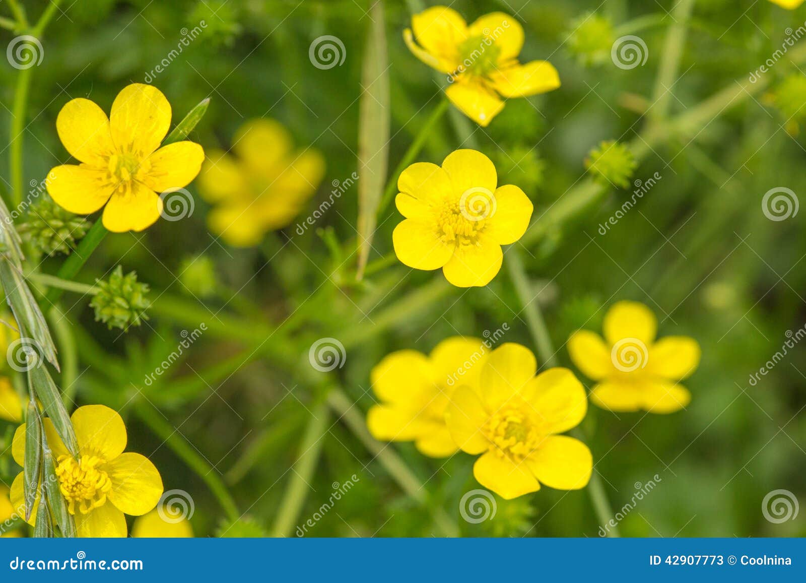 Yellow ranunculus flower stock image. Image of wildflower - 42907773