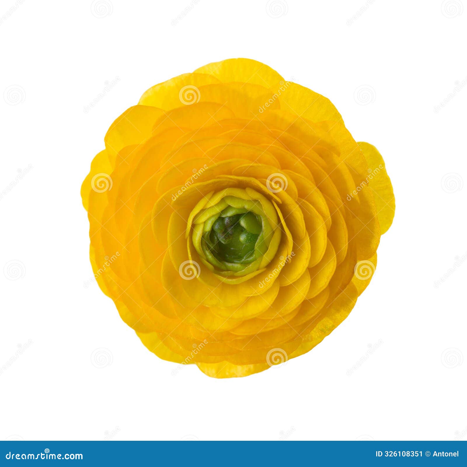 Yellow Ranunculus Flower Isolated on White Background Stock Image ...