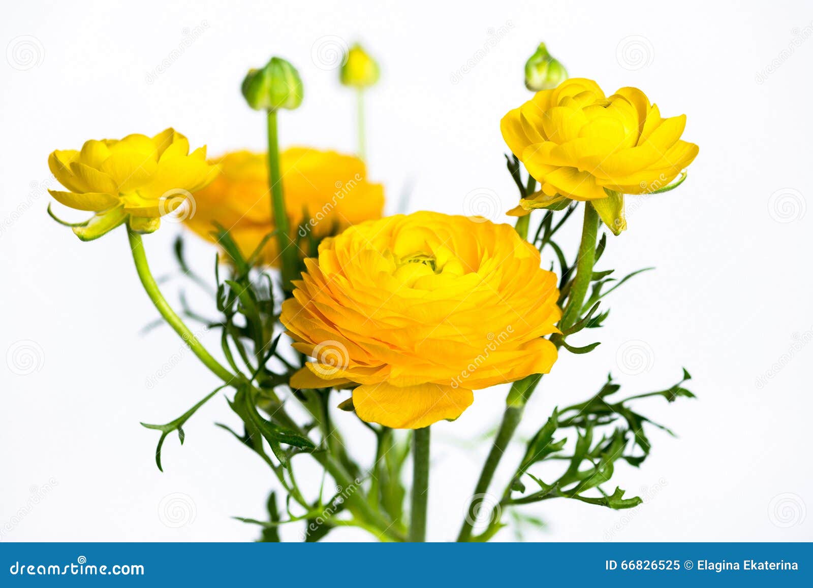 Yellow Ranunculus Flower On White Background Royalty-Free Stock ...