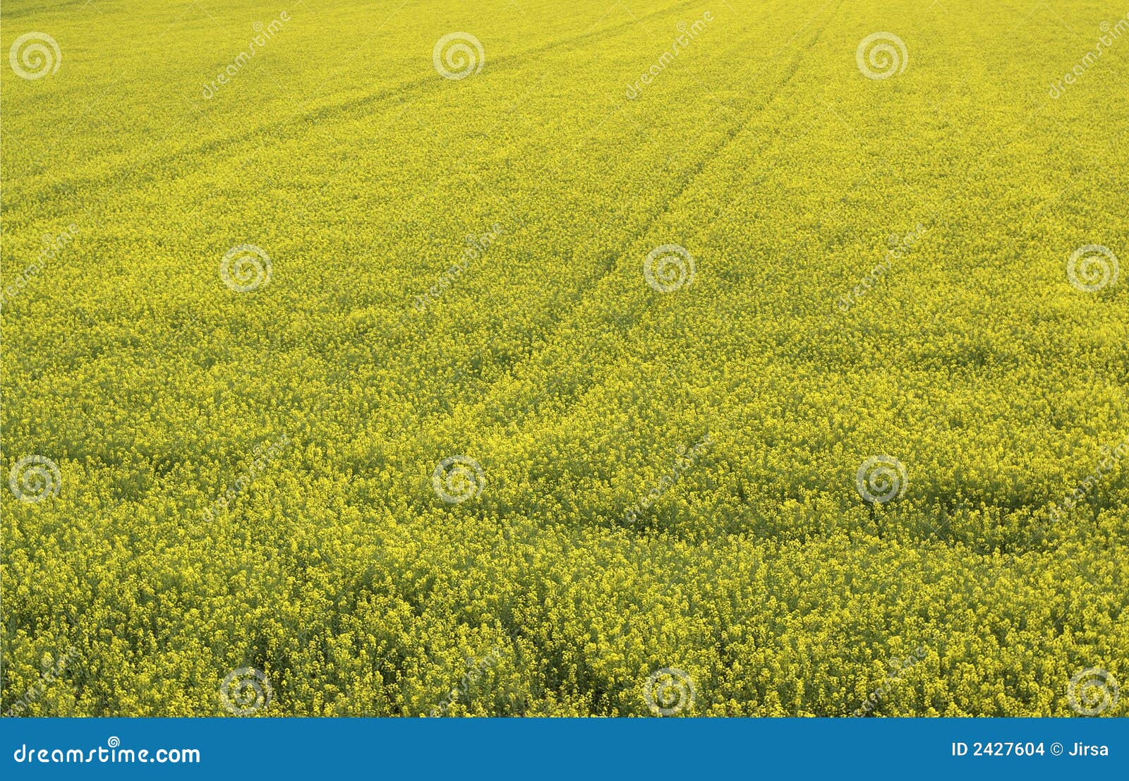 Yellow field stock photo. Image of sunny, scenery, countryside - 2427604