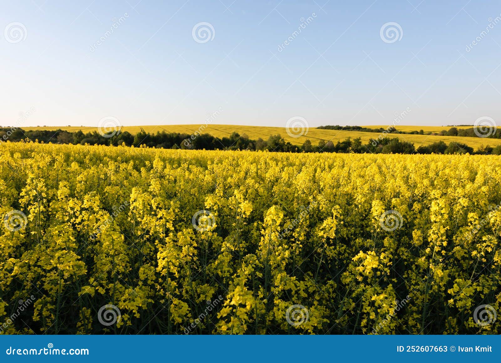 Yellow Field on Blue Sky Background Stock Image - Image of blooming ...