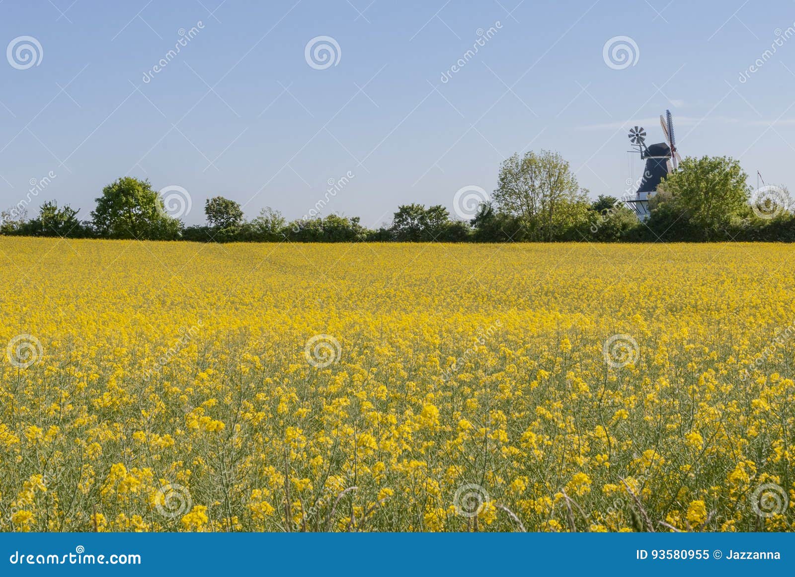 Yellow Field in Denmark in Spring Stock Image - Image of oilseed ...