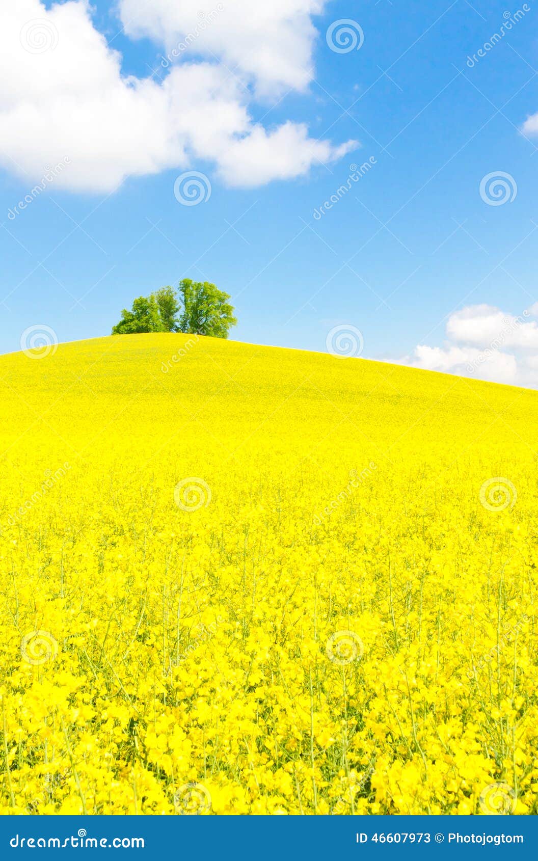 Yellow Field with Little Green Tree Stock Image - Image of cloud ...