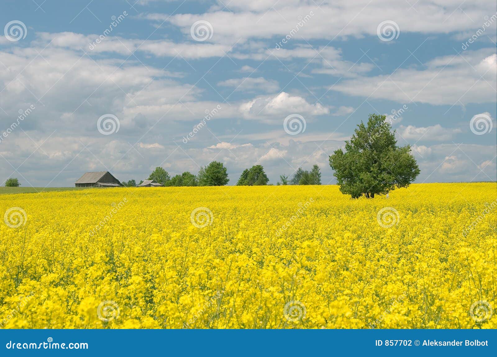 Yellow Field and Lonely Tree Stock Photo - Image of scenery, canola: 857702