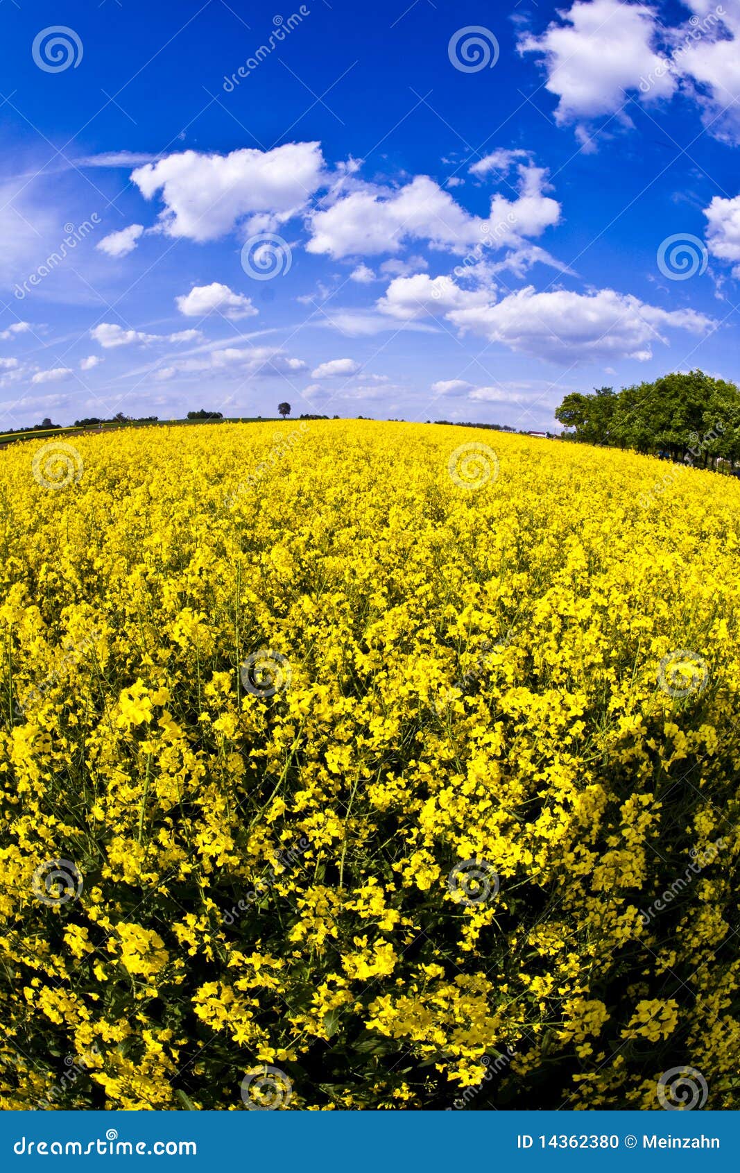 Yellow field in spring stock photo. Image of landscape - 14362380