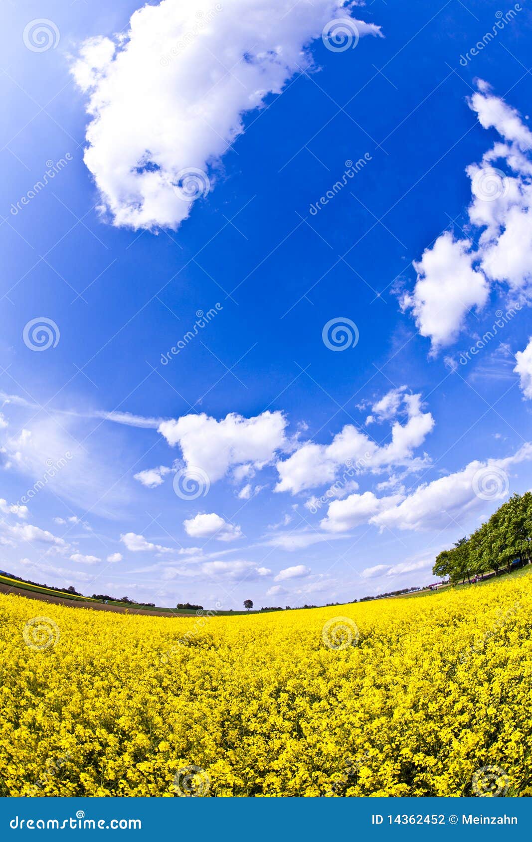 Yellow field in spring stock photo. Image of engine, green - 14362452