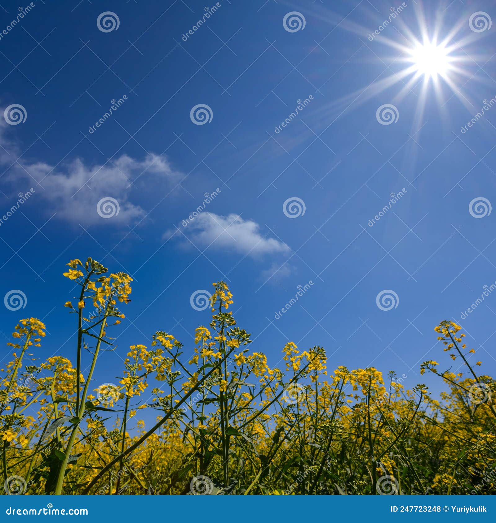 Yellow Field Under Sparkle Sun Stock Photo - Image of green, horizon ...