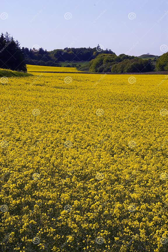 Yellow fields stock photo. Image of crop, denmark, yellow - 1211194