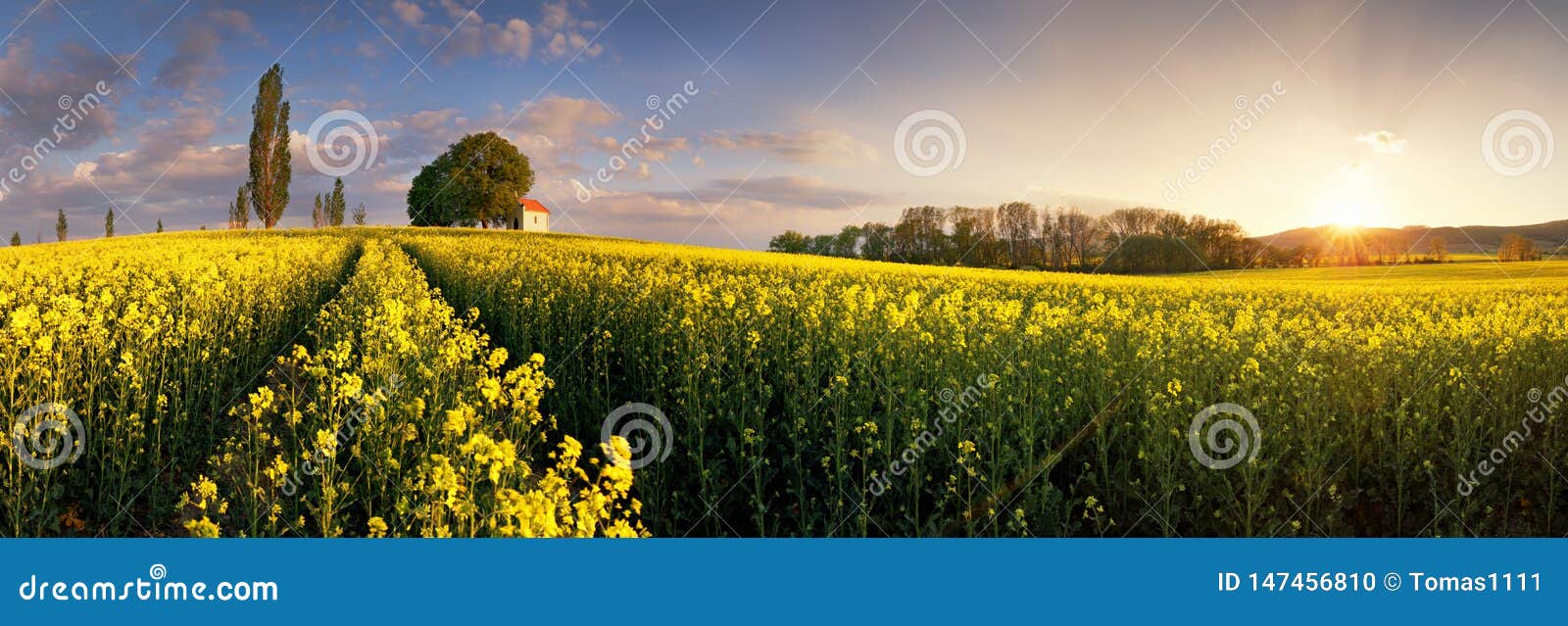Yellow Fields at Sunset with Chapel Stock Photo - Image of beauty, farm ...