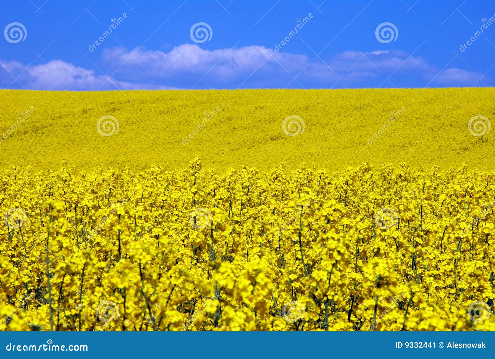 Yellow flower field stock image. Image of green, country - 9332441