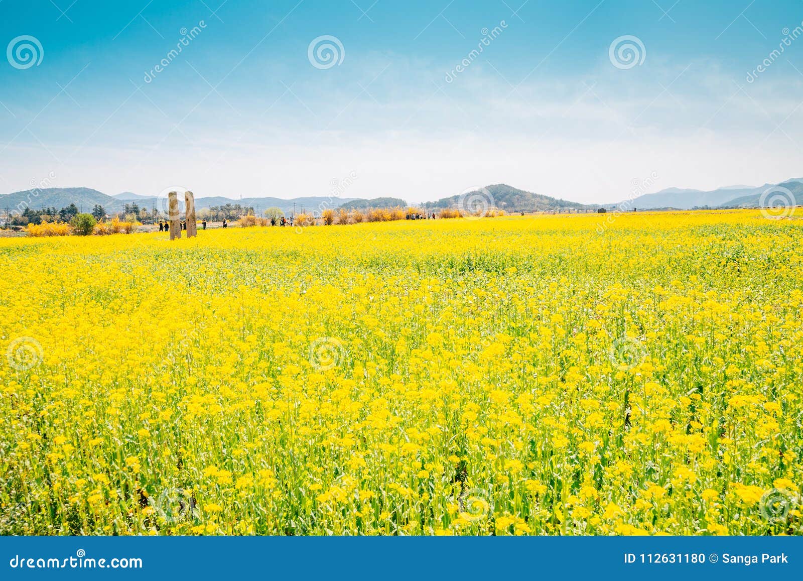 Yellow Flower Field at Spring in Gyeongju, Korea Stock Photo - Image of ...