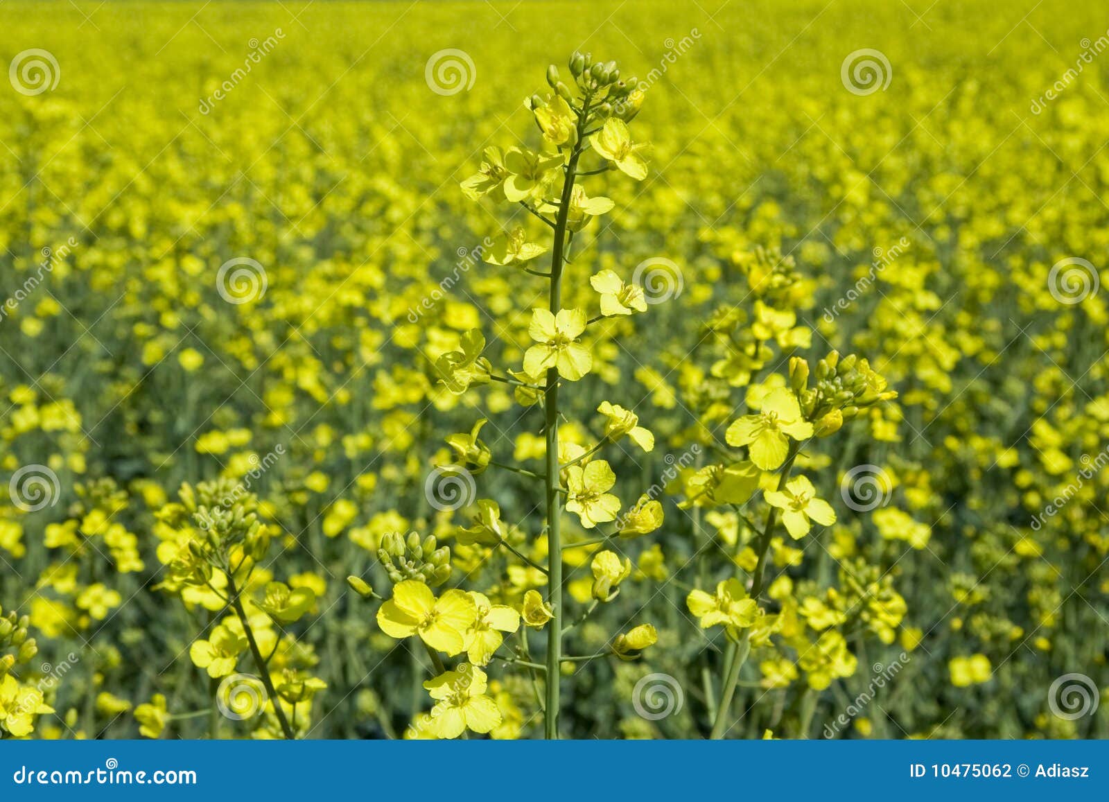 Yellow meadow stock photo. Image of grow, agriculture - 10475062