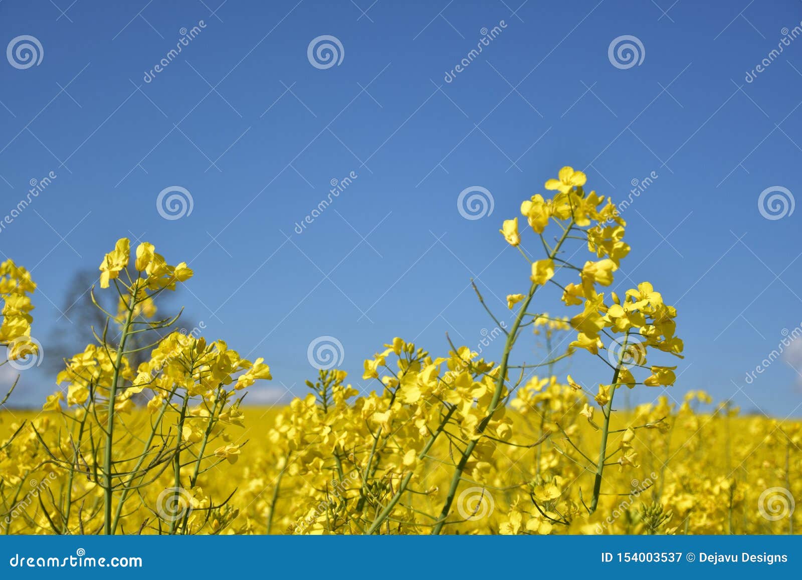 Yellow Seed Flowering Up Close in a Field Stock Image - Image of ...