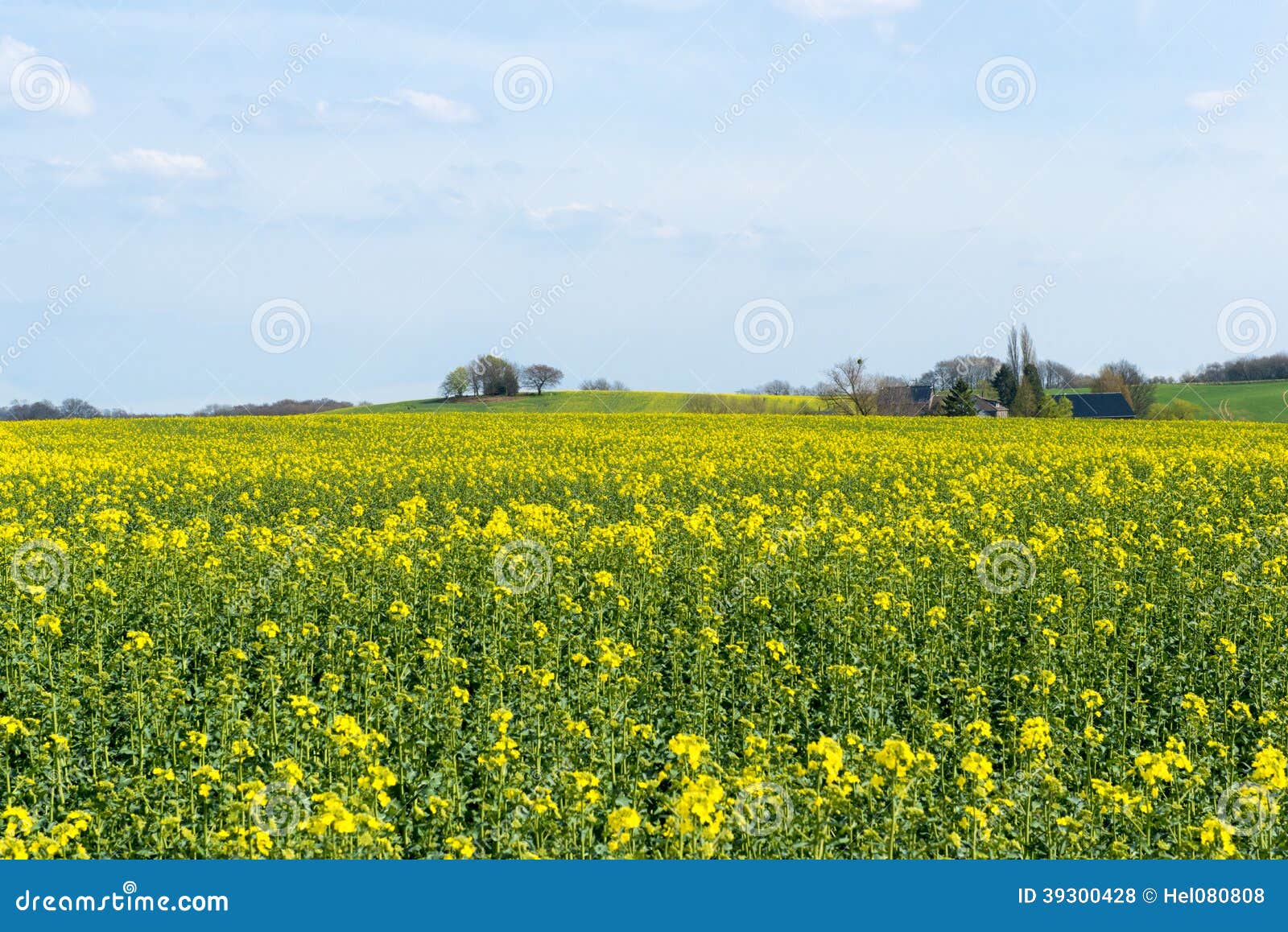 Field in Beautiful Landscape with Agrarian Fields. Flowering Colza ...