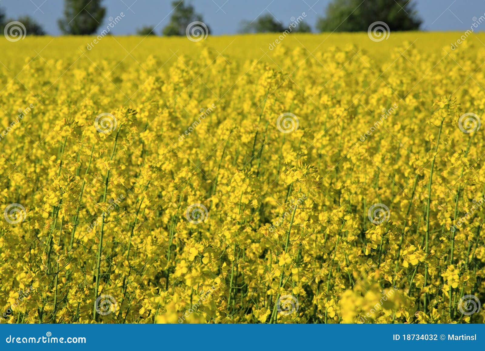 Yellow rapeseed field. stock photo. Image of nature, plants - 18734032
