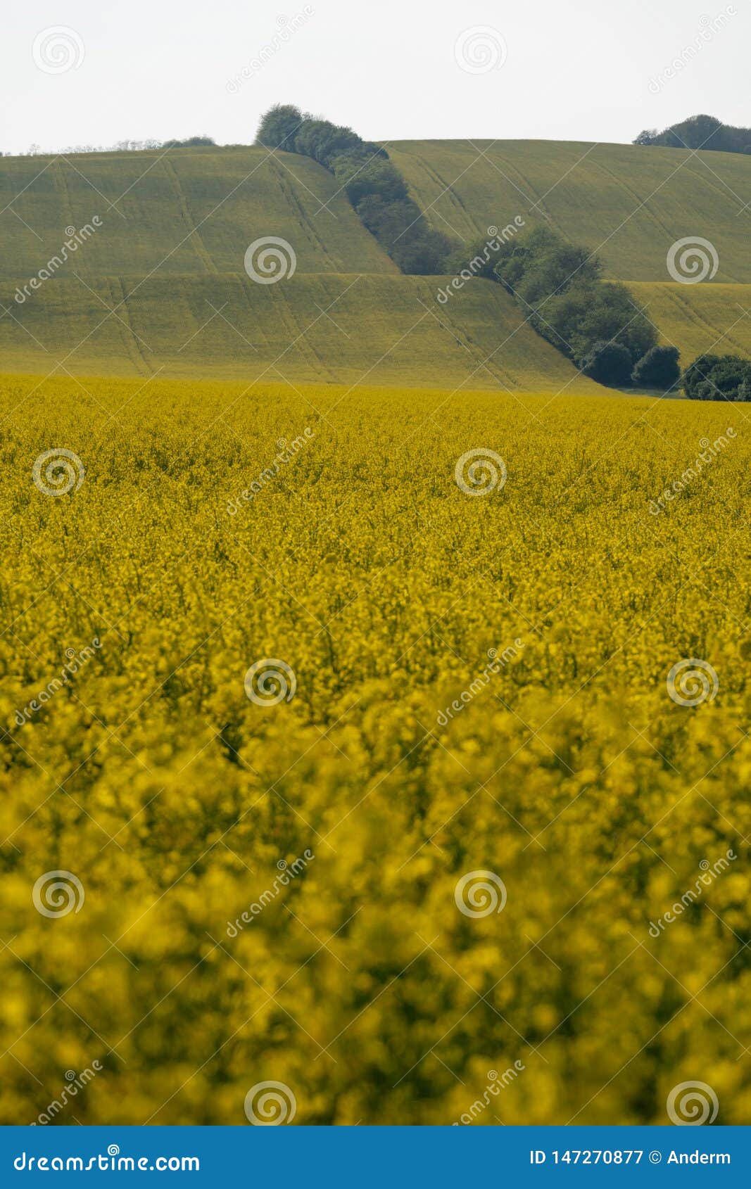 Yellow Rapeseed Field in Bloom at Spring Stock Image - Image of ...