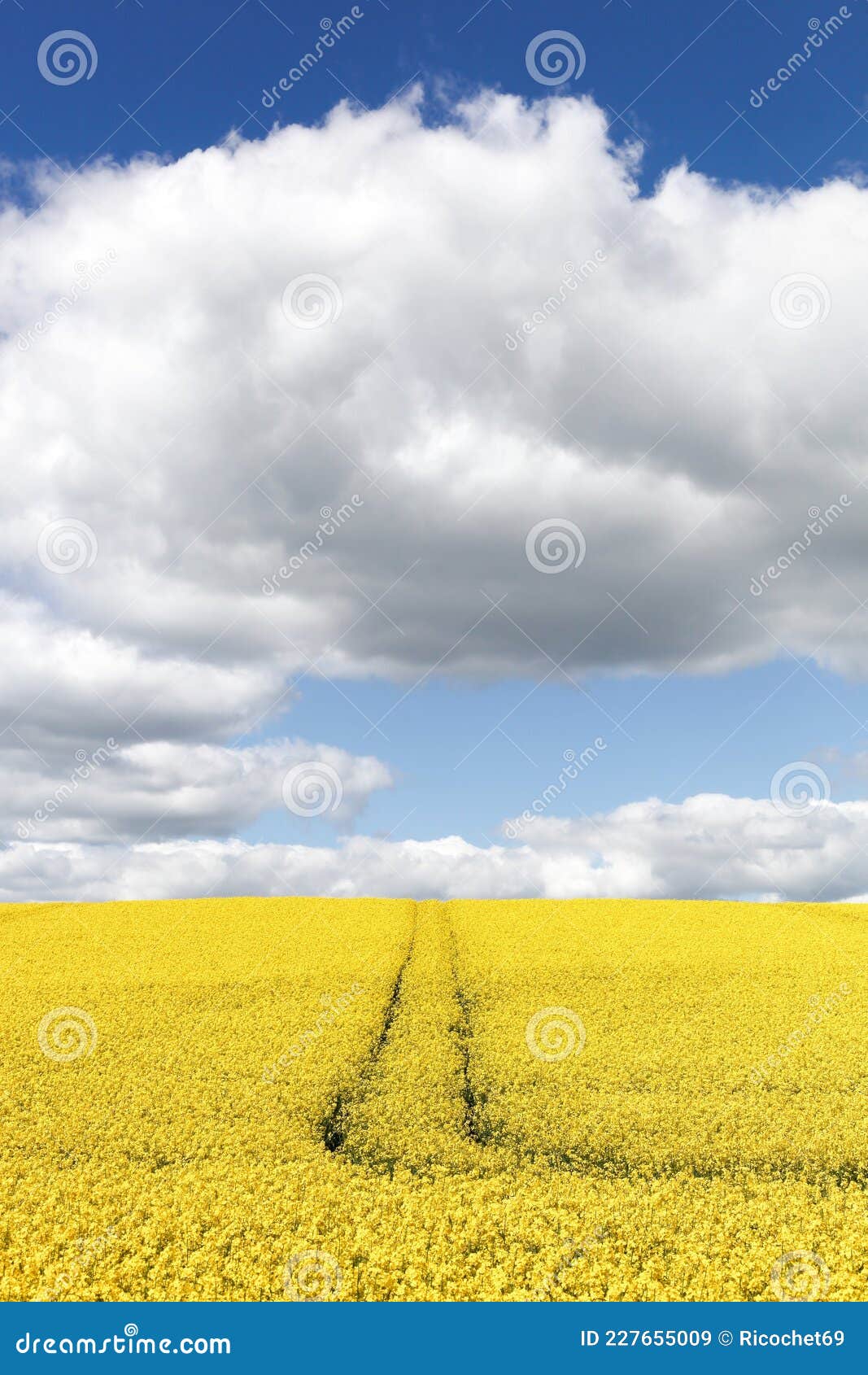 Yellow Rapeseed Field in Denmark Stock Image - Image of rural, rapeseed ...
