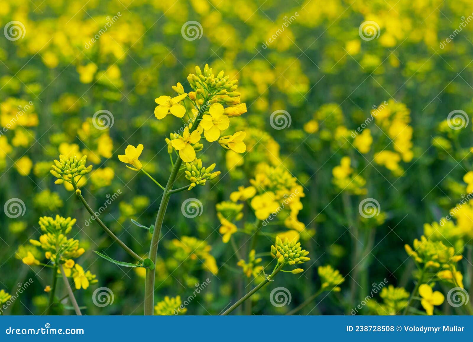 Yellow Rapeseed in the Field, Rapeseed Flowering. Rapeseed Cultivation ...