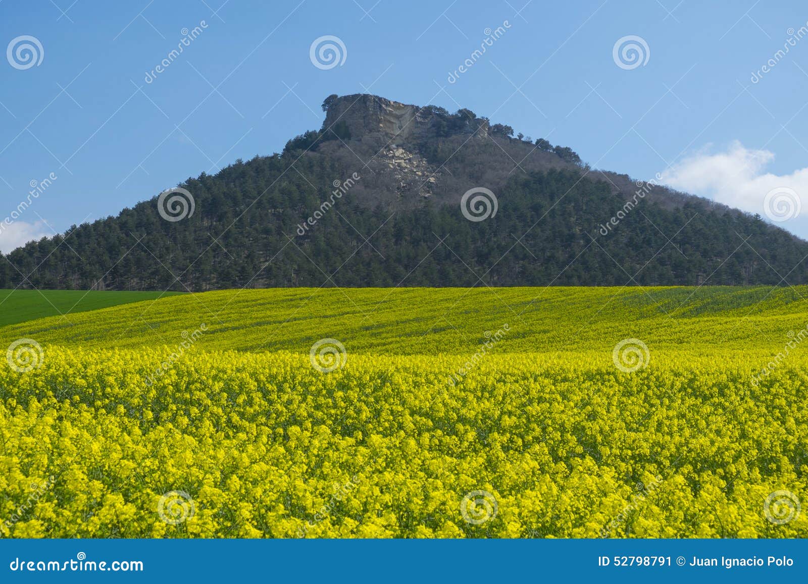 Yellow Rapeseed Field with Mountains in the Background Stock Image ...