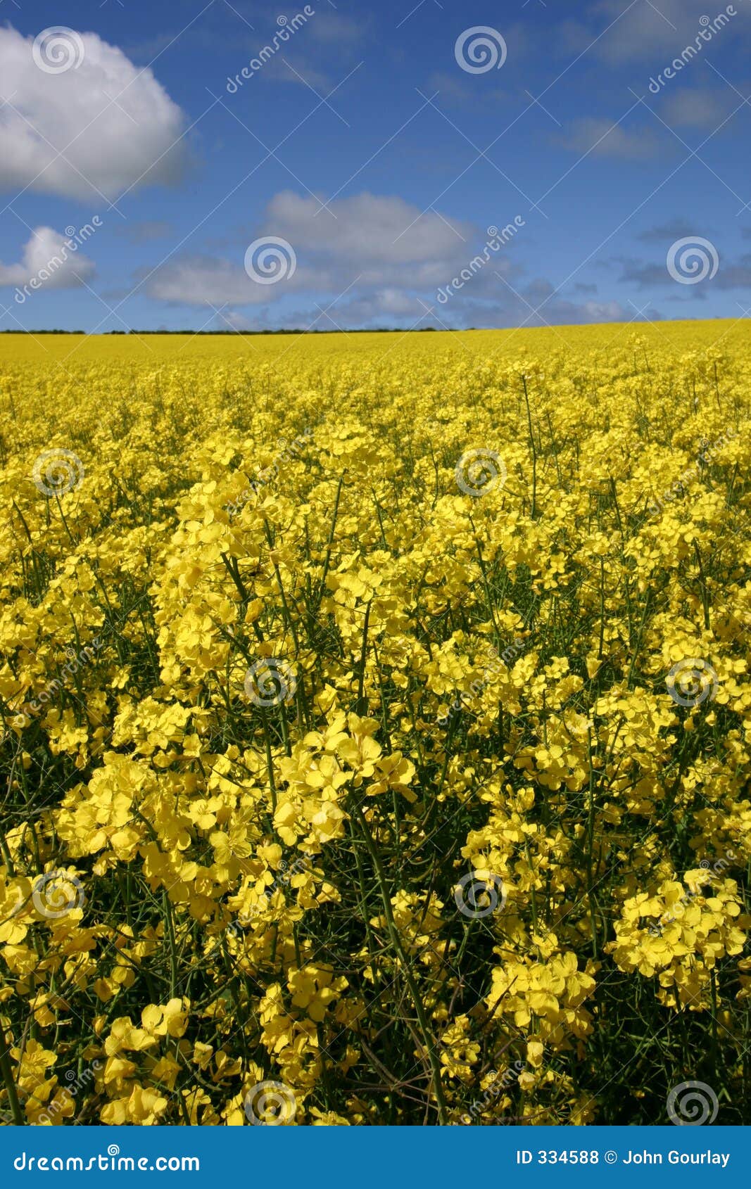 Yellow Rapeseed Field Under a Bright Blue Sky Stock Photo - Image of ...