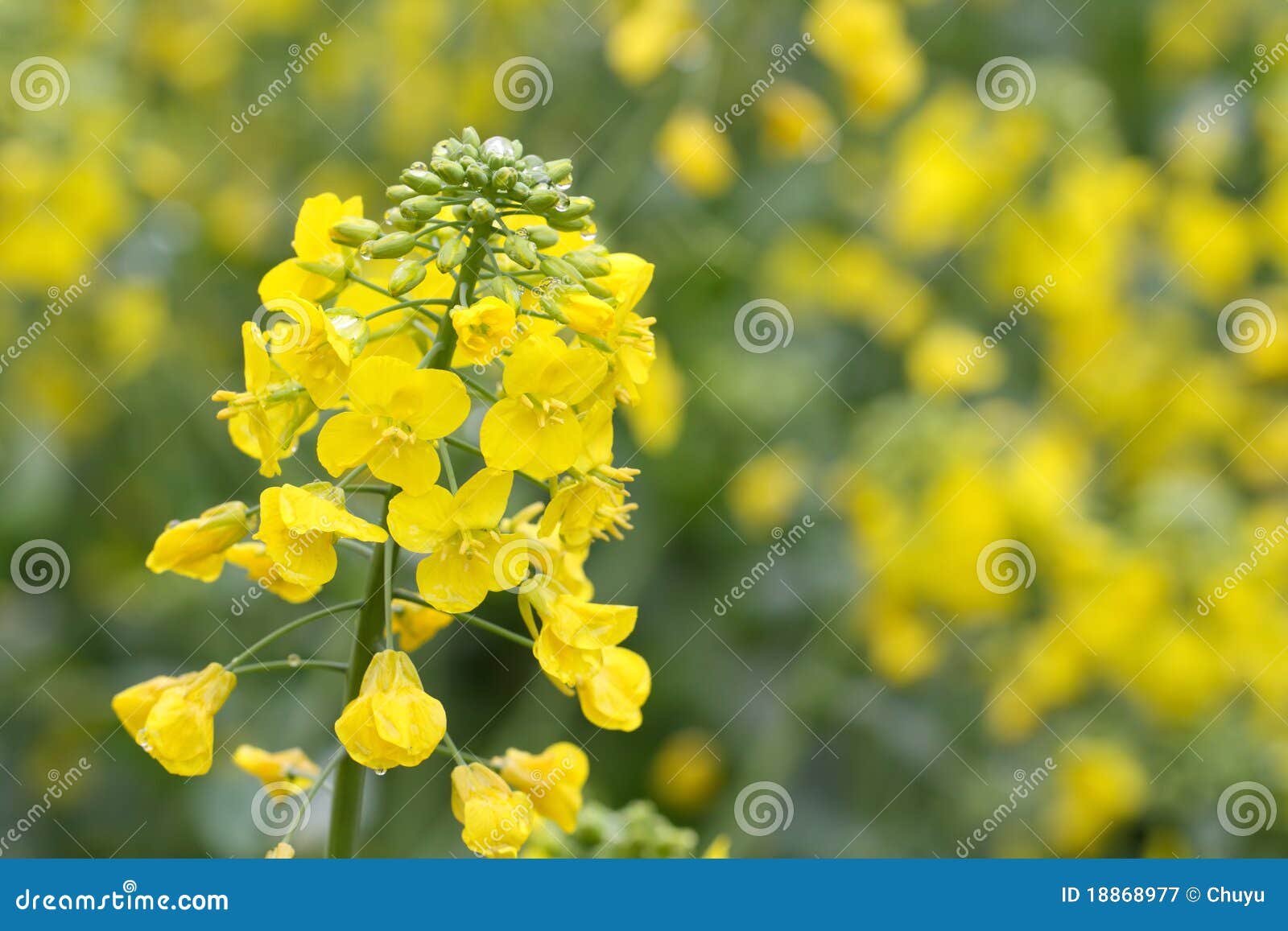 Yellow rapeseed flower stock image. Image of country - 18868977