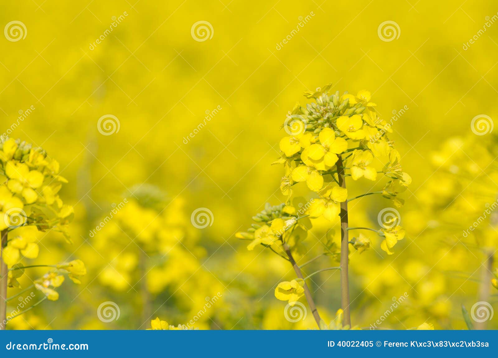 Yellow Rapeseed Flower stock image. Image of crop, field - 40022405
