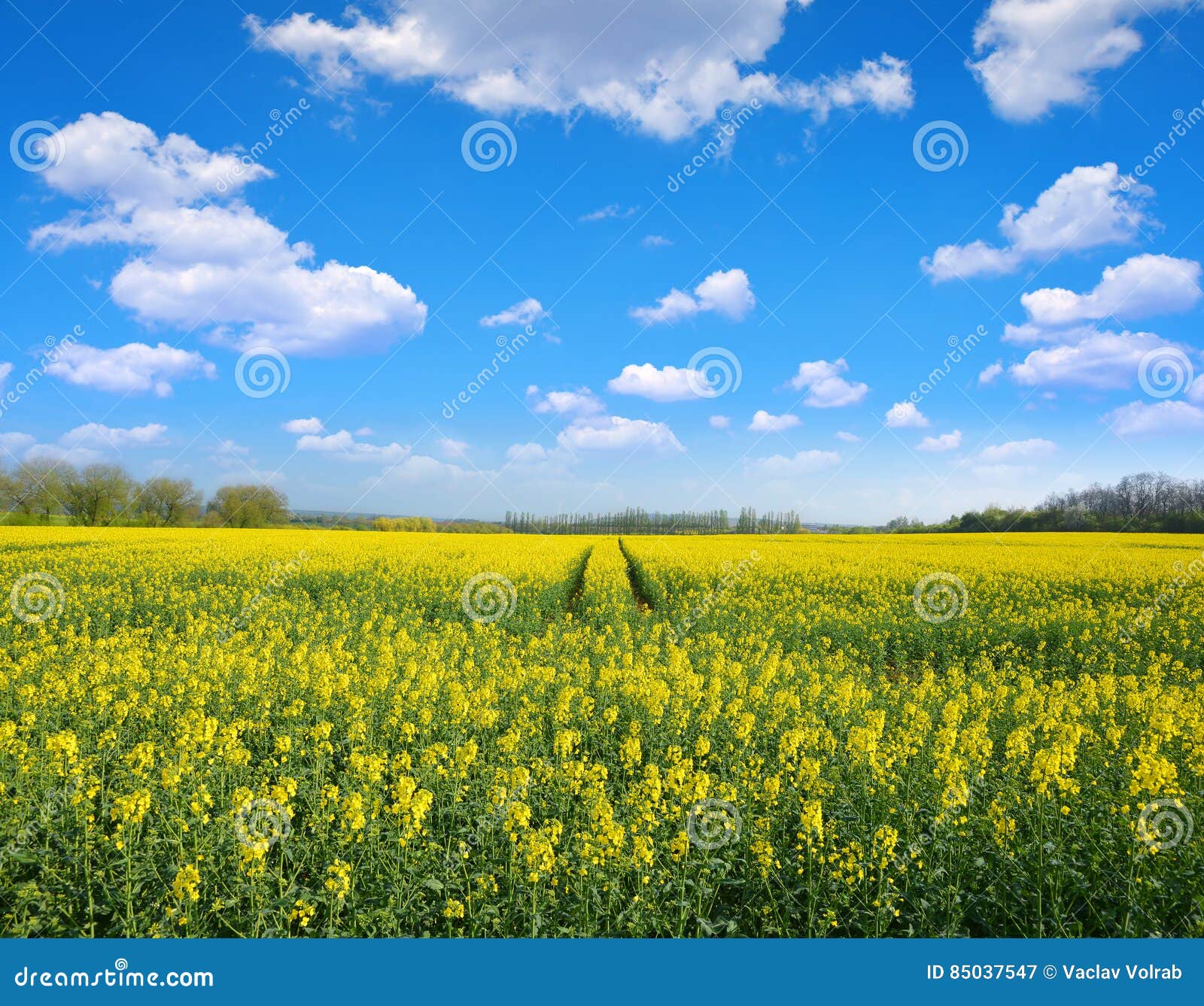 Yellow Rapeseed Flower Field Stock Image - Image of petal, brassica ...