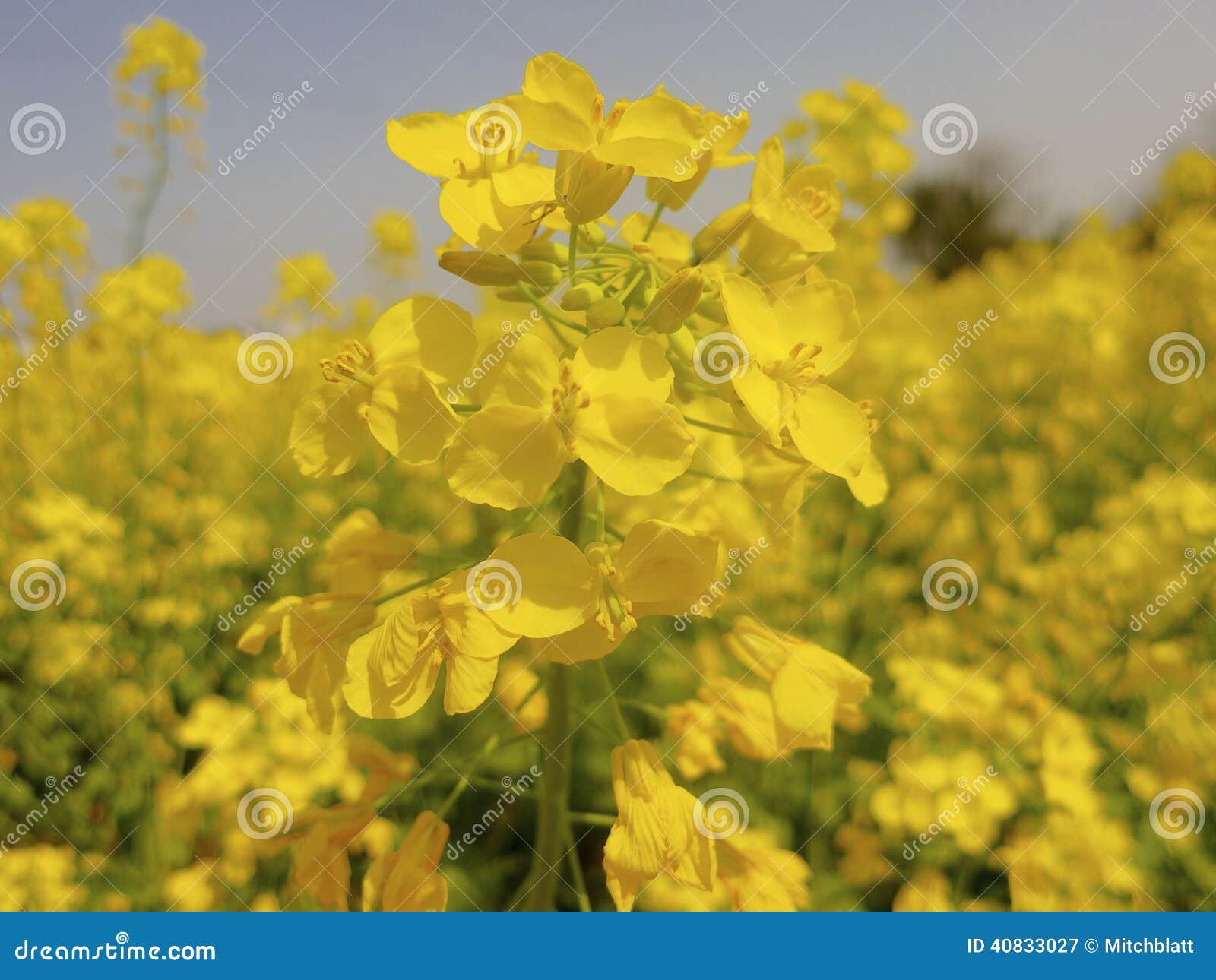 Yellow Rapeseed Flower Field Stock Image - Image of scenic, beauty ...