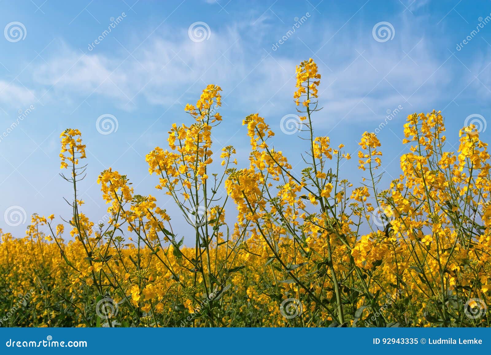 Yellow Rapeseed Flowers on Field. Stock Image - Image of farm, energy ...
