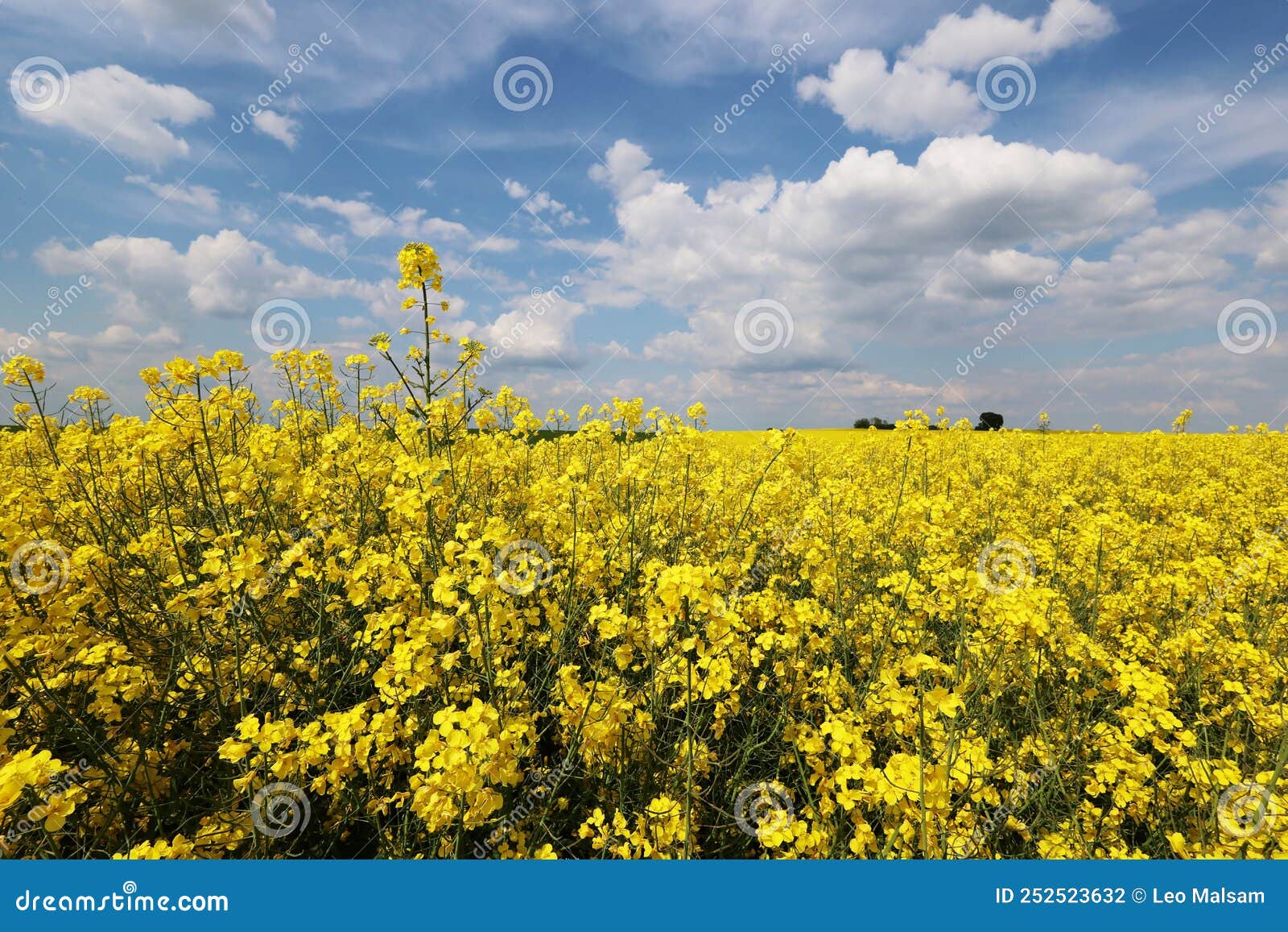 Yellow Rapeseed Flowers in a Field in Spring Stock Photo - Image of ...
