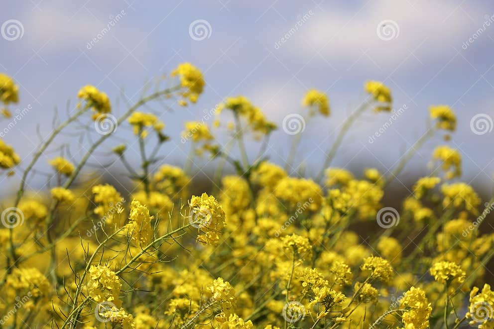 Yellow Rapeseed Growing during Spring Stock Photo - Image of colorful ...