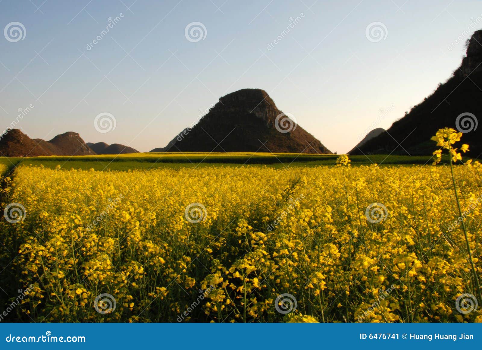 Yellow rapeseed oil field stock image. Image of scenic - 6476741