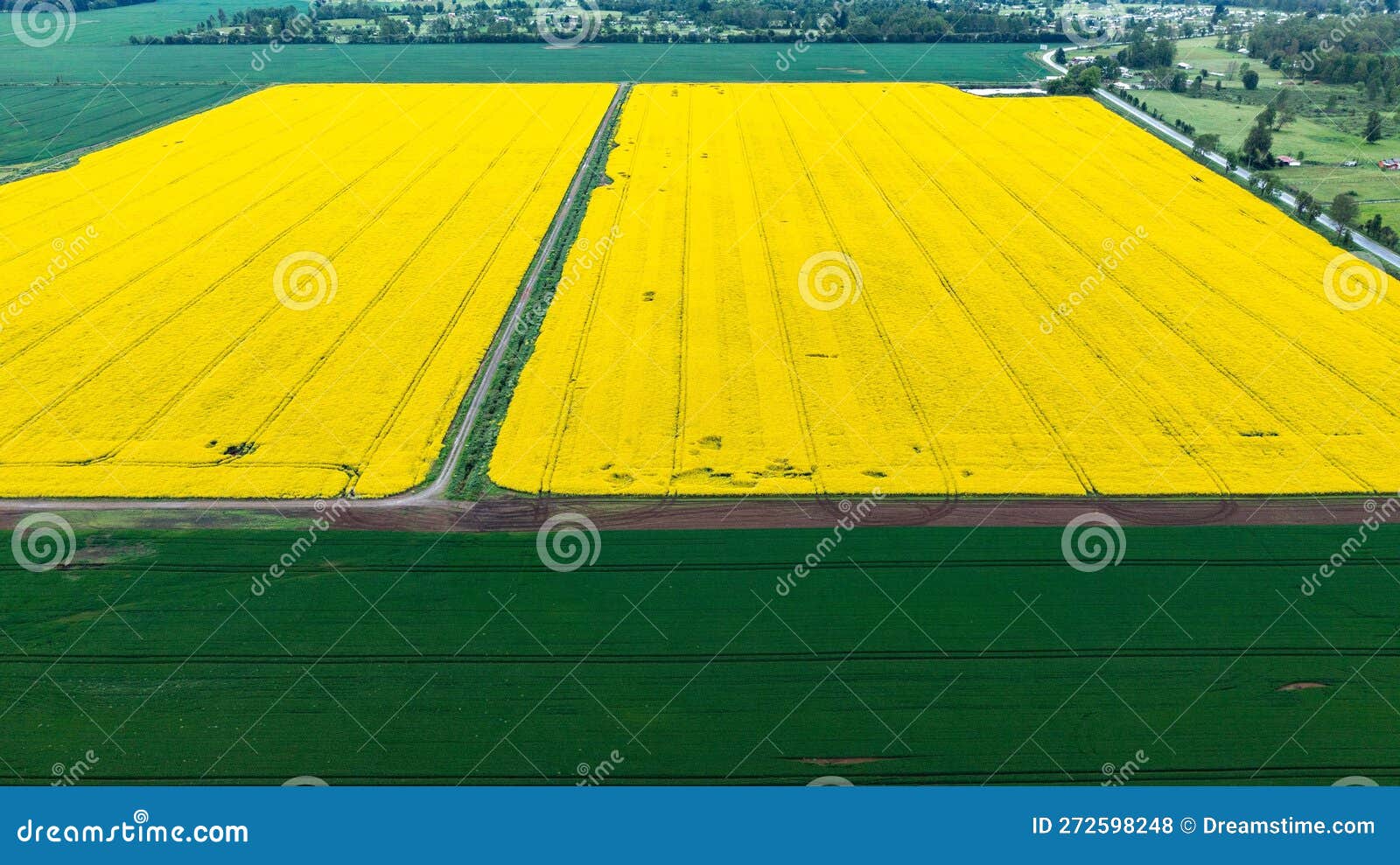 Yellow Raps Field. Aerial Drone View, Top View Stock Photo - Image of ...