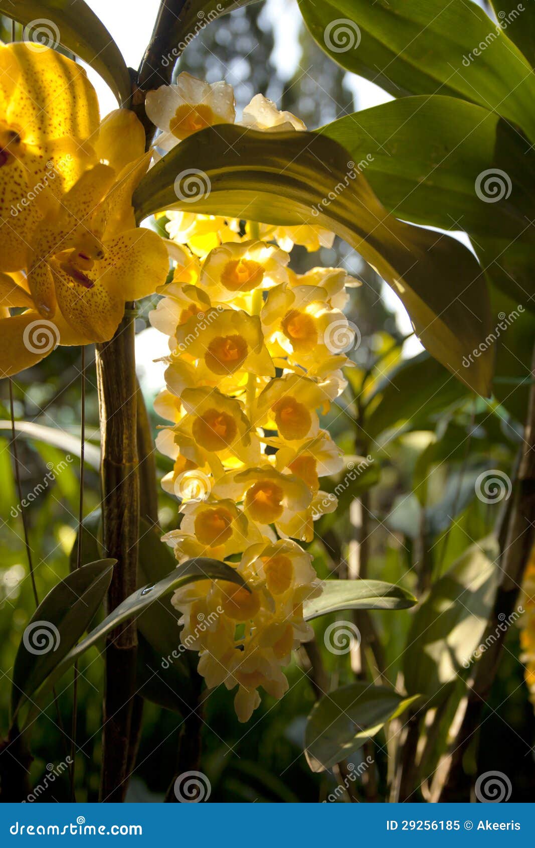Yellow rare orchid stock image. Image of decoration, nature - 29256185