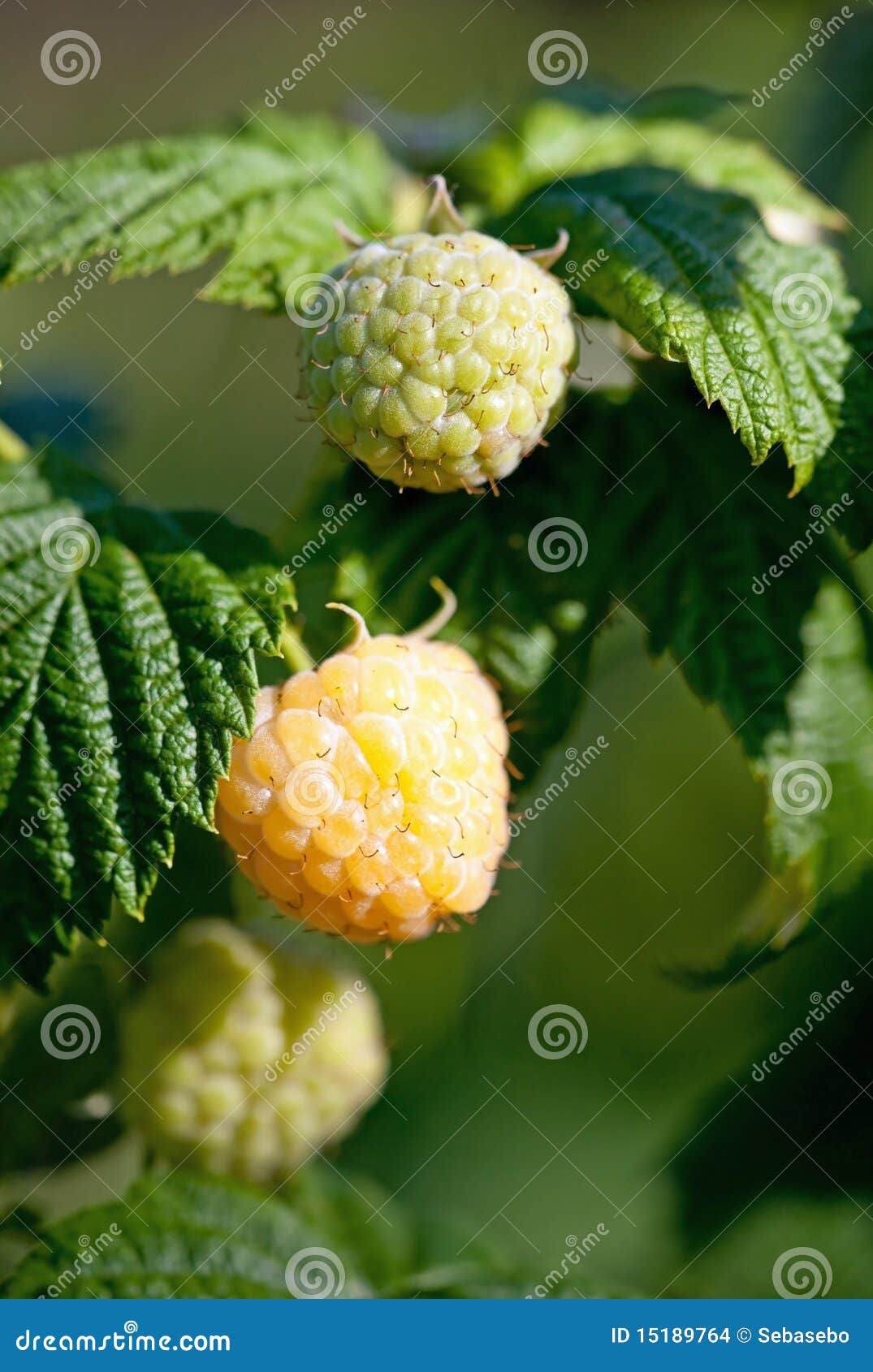 Yellow raspberry stock photo. Image of sweet, diet, fresh - 15189764