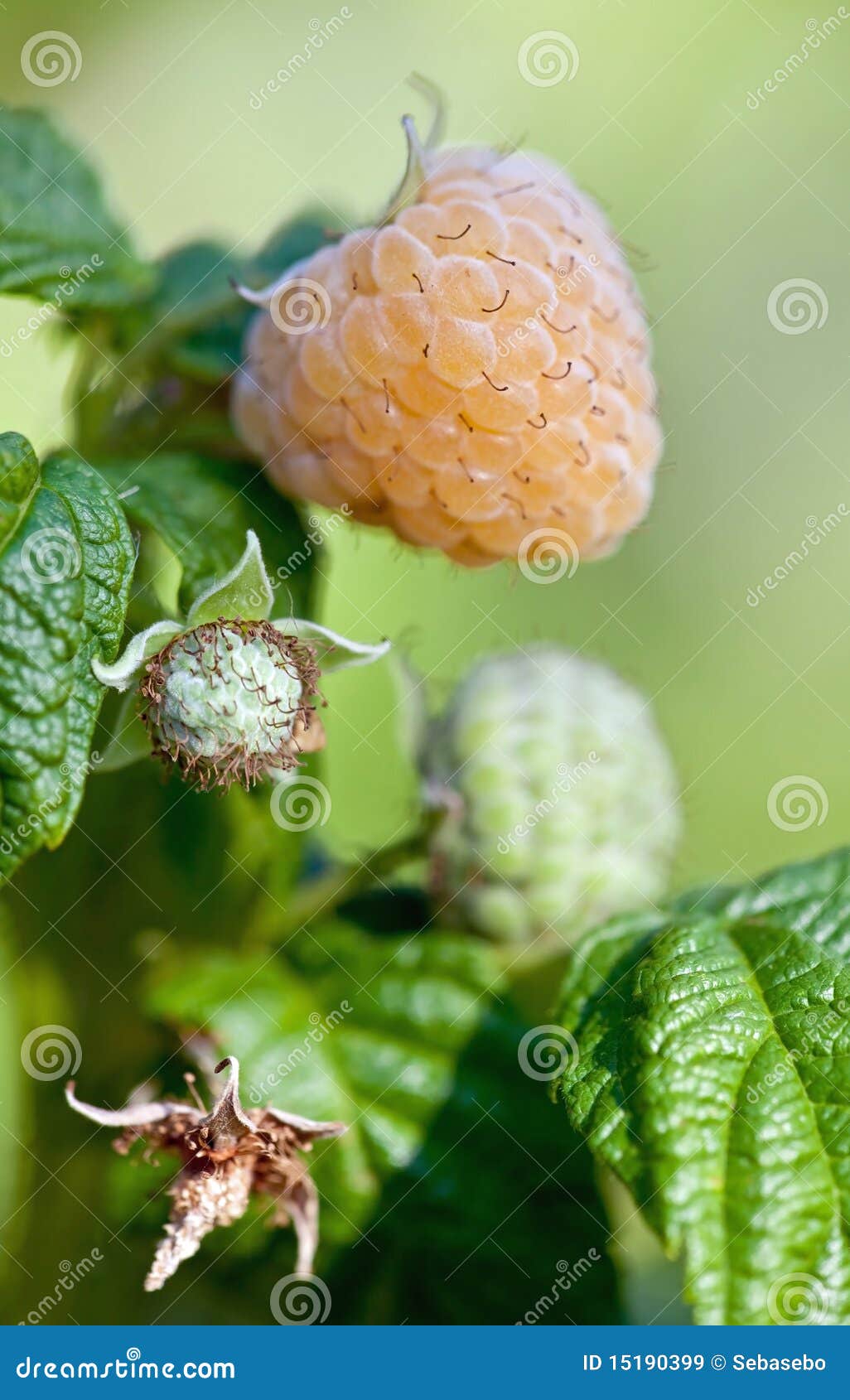 Yellow raspberry stock image. Image of berry, yellow - 15190399