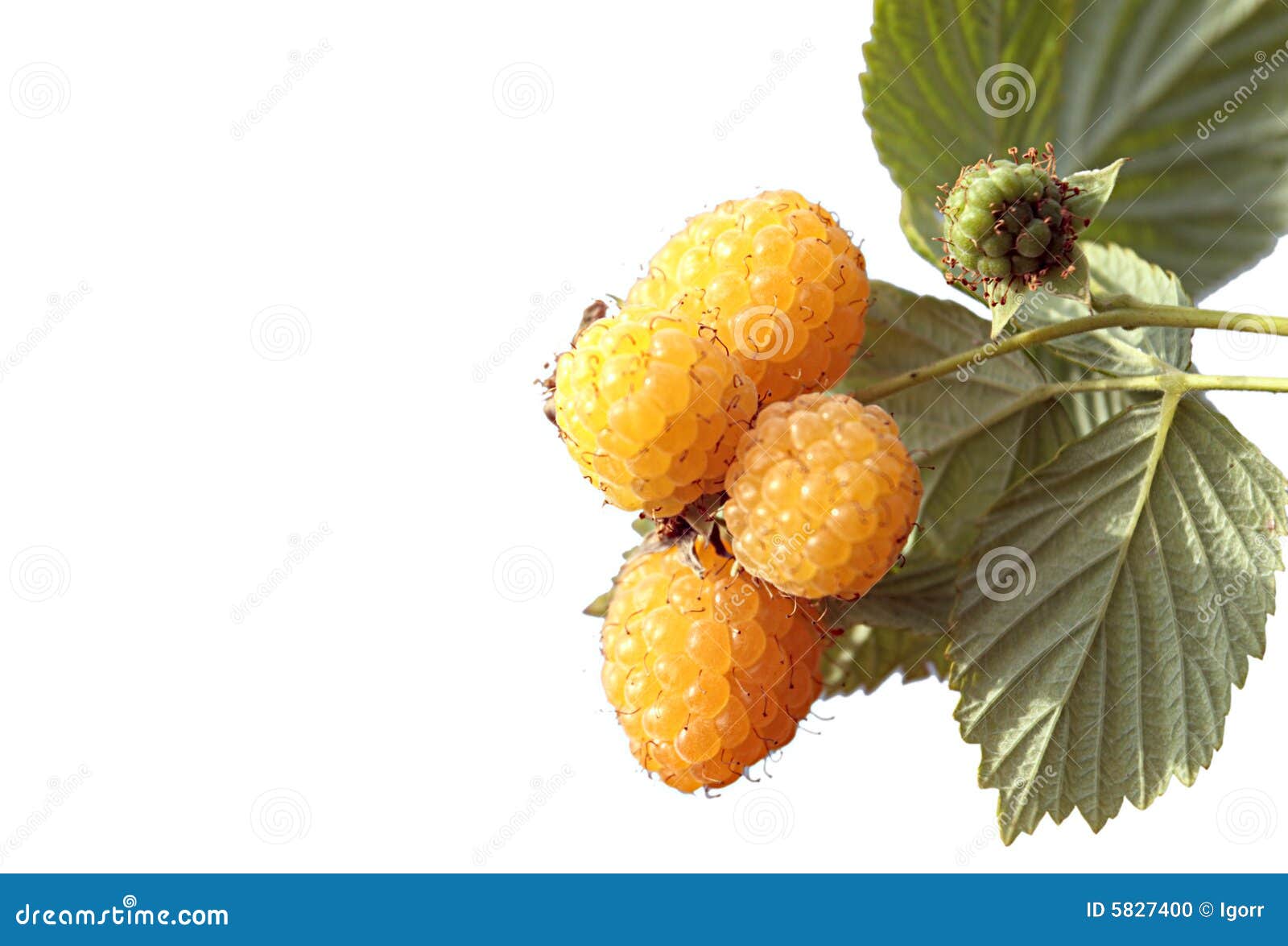 Yellow raspberry stock photo. Image of dessert, yellow - 5827400