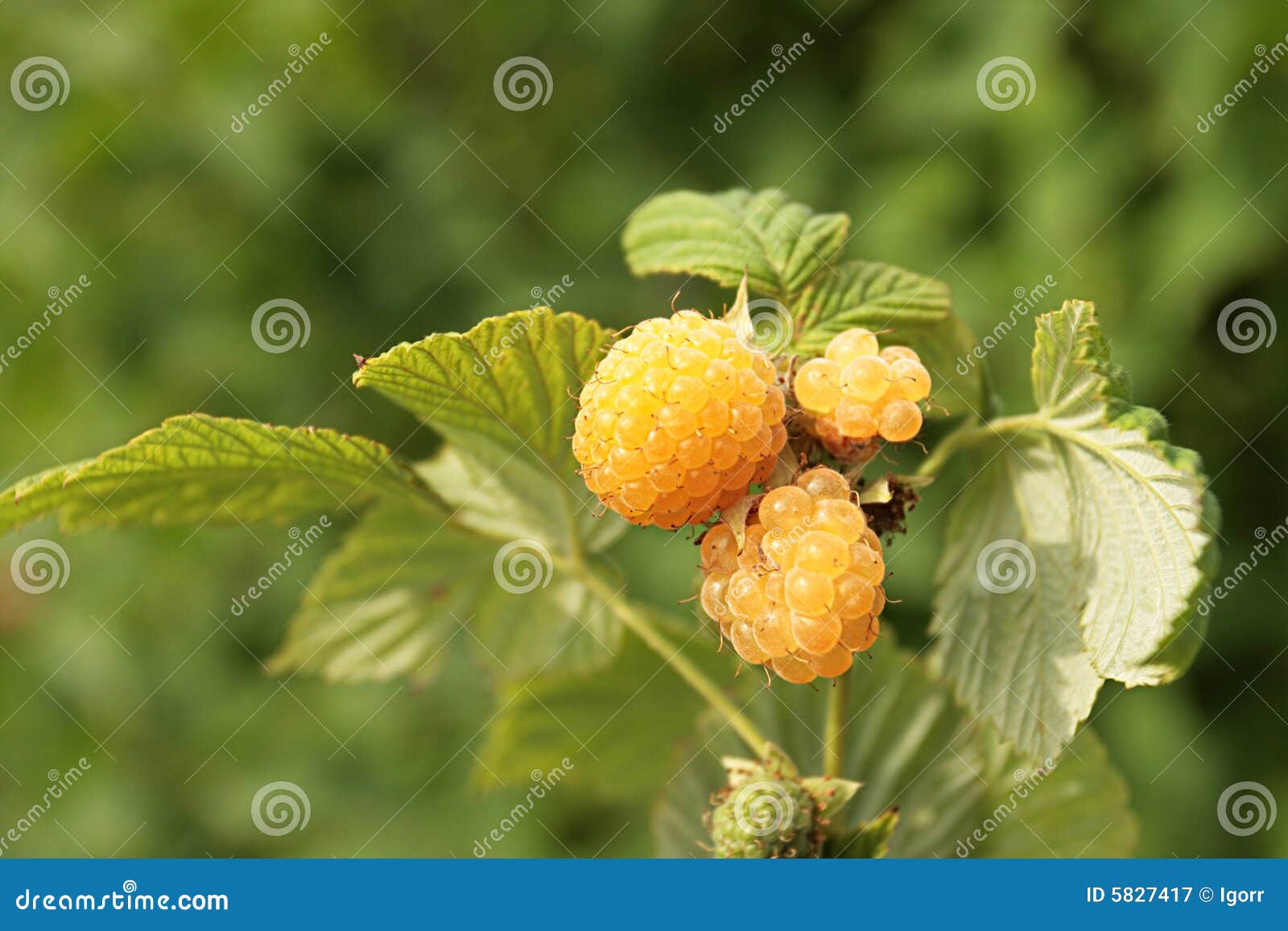 Yellow raspberry stock image. Image of raspberry, fruit - 5827417