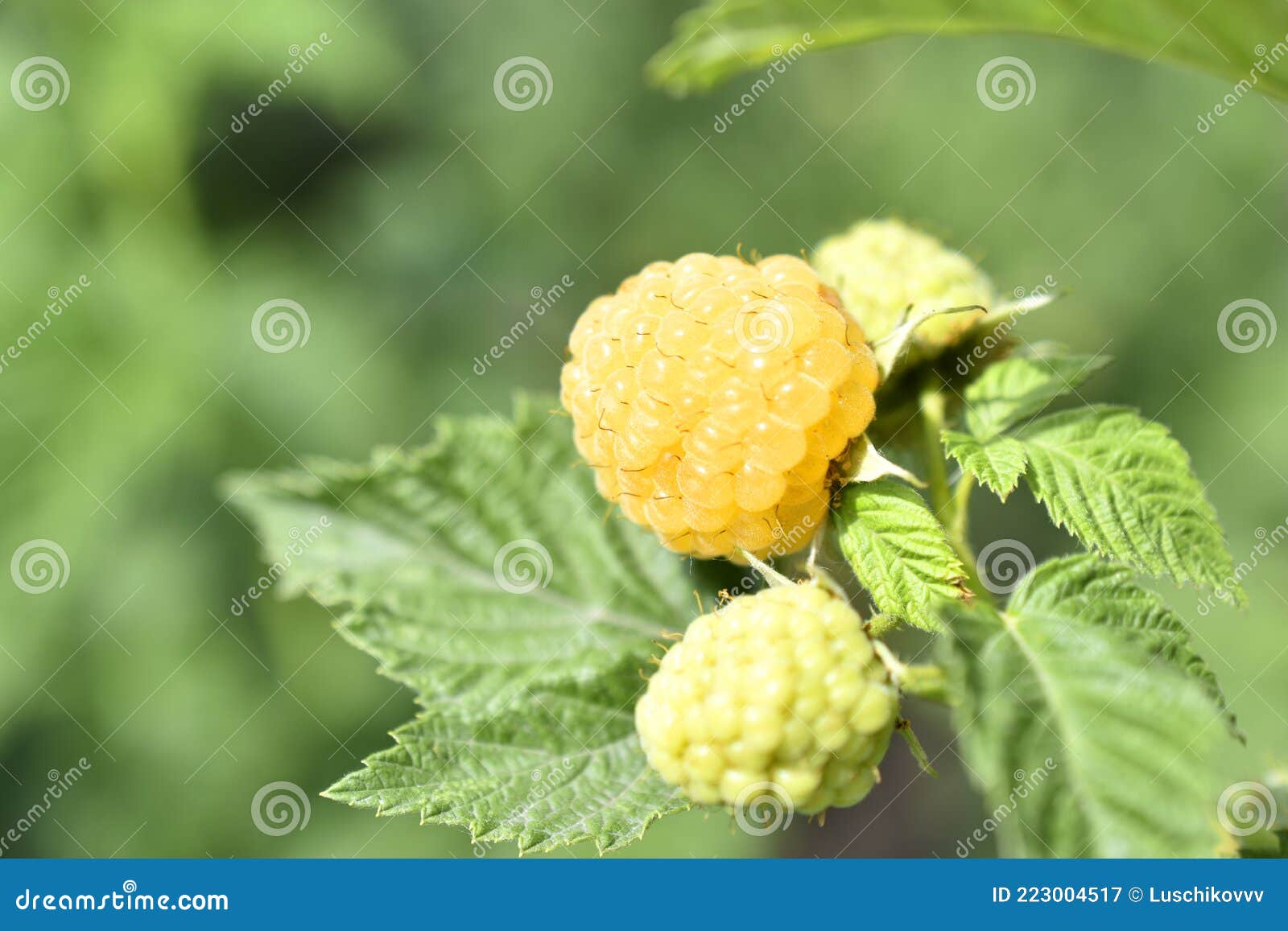 Yellow Raspberry Berry on a Green Bush Stock Image - Image of ...
