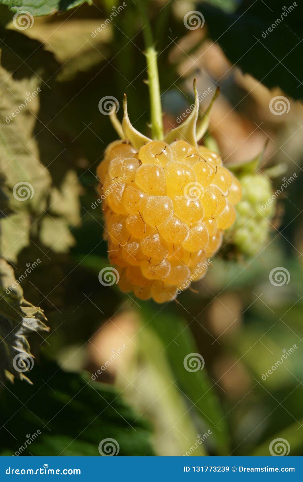 Yellow Raspberry on a Branch Stock Image - Image of flora, beauty ...