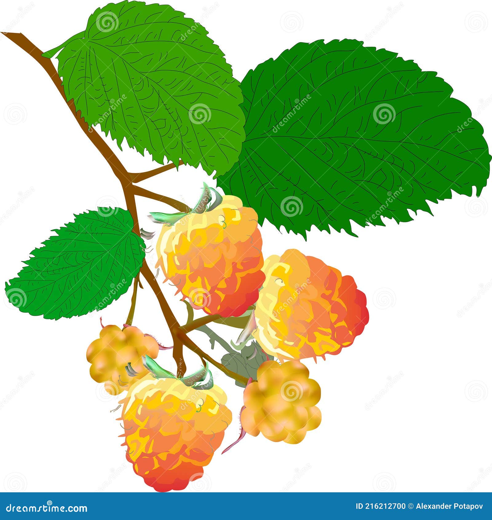 Yellow Raspberry Branch Isolated on White Stock Vector - Illustration ...