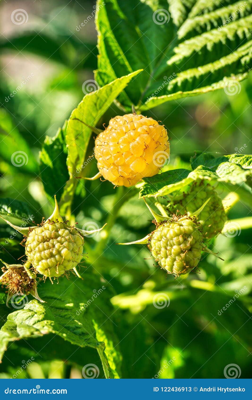 Yellow raspberry bush stock image. Image of crop, dieting - 122436913