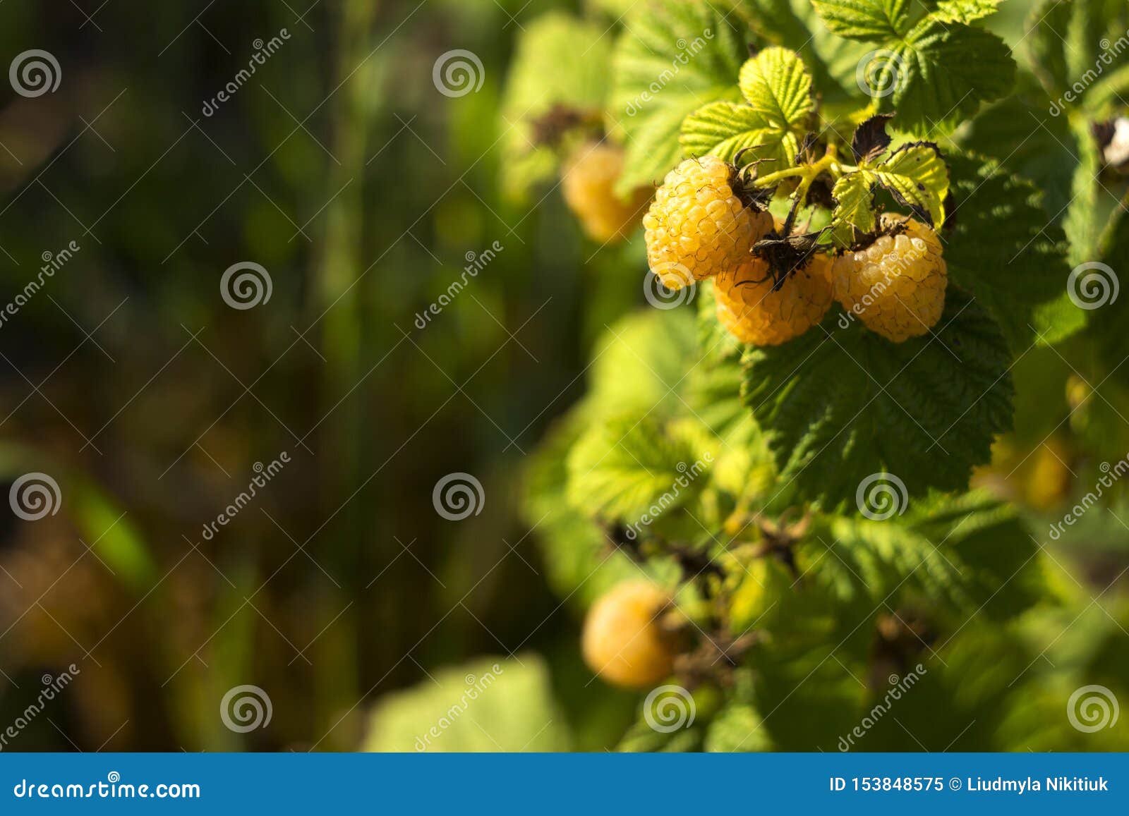 Yellow Raspberry Grows on a Bush in the Garden. Useful Berries, Summer ...