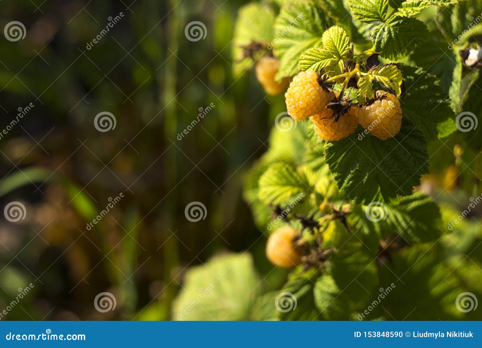 Yellow Raspberry Grows on a Bush in the Garden. Useful Berries, Summer ...