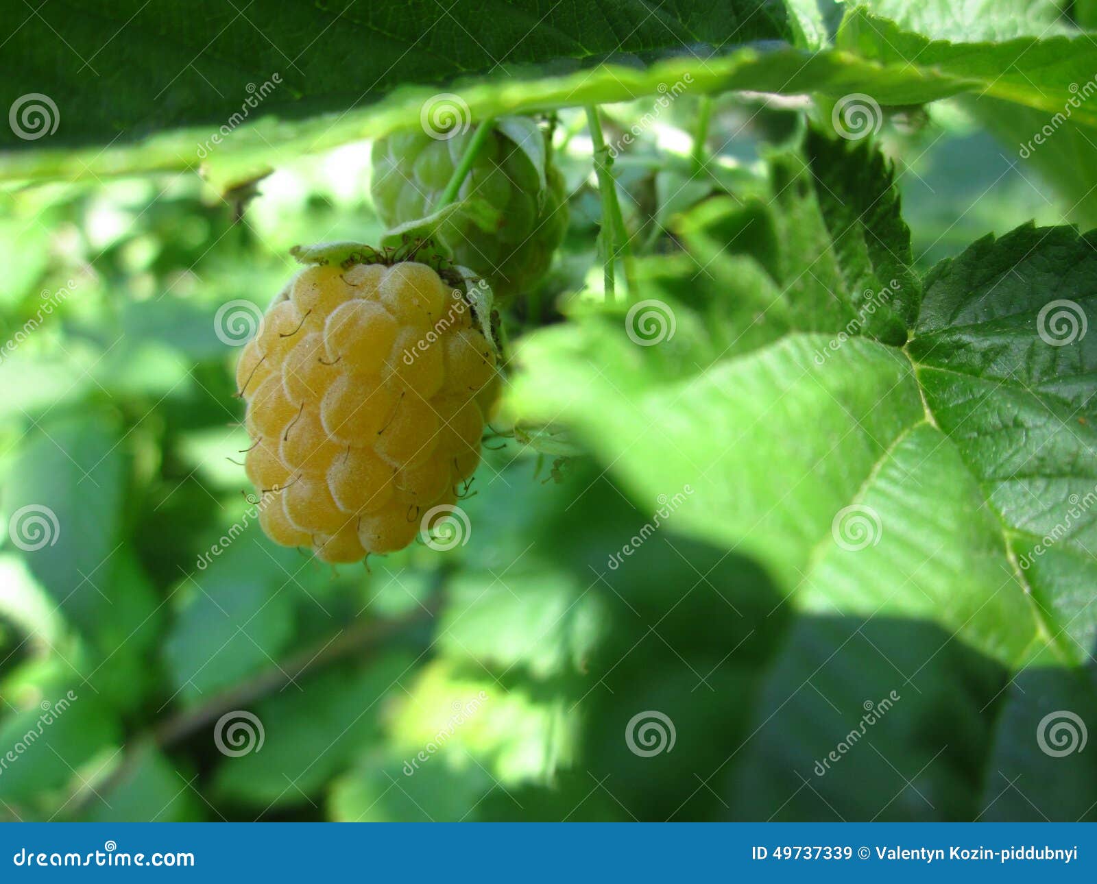 Yellow raspberry stock image. Image of sunnyday, bush - 49737339